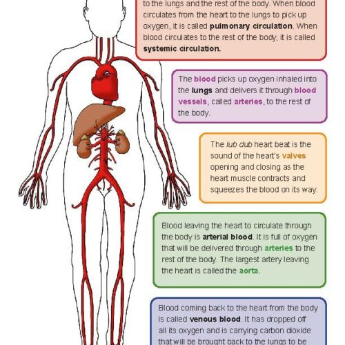Circulatory System Unit - Reading, Diagrams, Worksheets - Classful