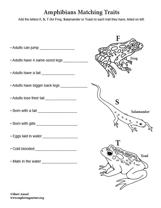 Classification of Vertebrates- Mammals, Birds, Amphibians, Reptiles ...