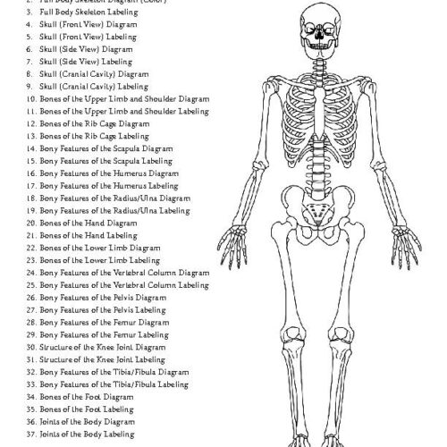 Muscular and Skeletal Systems - Coloring and Labeling Bundle - Classful