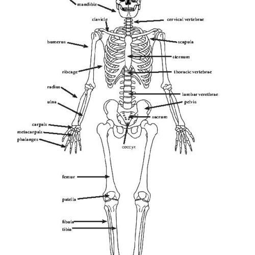 Muscular and Skeletal Systems - Coloring and Labeling Bundle - Classful