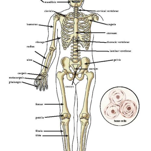 Muscular and Skeletal Systems - Coloring and Labeling Bundle - Classful