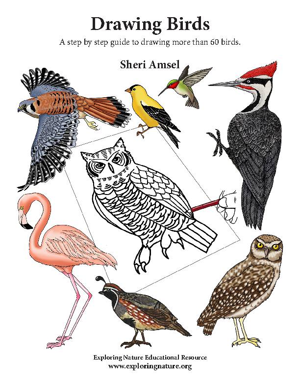Drawing Birds - A step by step guide to drawing more than 60 birds ...