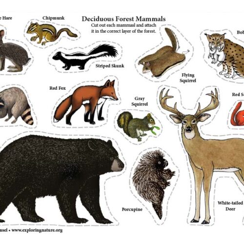 Forest Layers and Animals - Build Giant COLOR and COLORING Posters ...