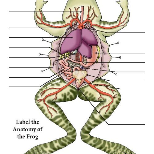 Frog Liver Diagram