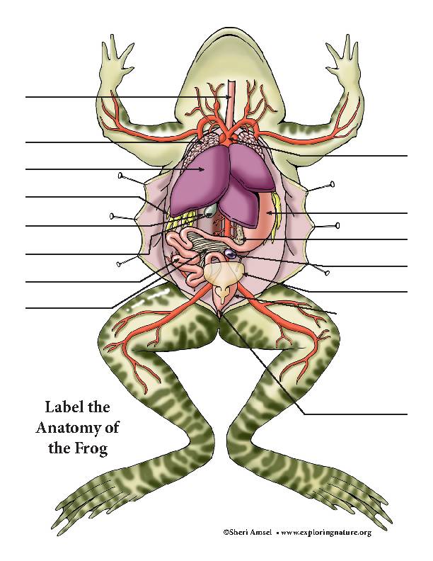Frog Dissection Worksheet Biology Corner Frog Dissection Guide