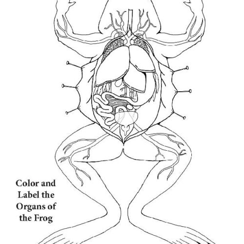 Frog Dissection Anatomy and 2D Model Bundle - Downloadable - Classful