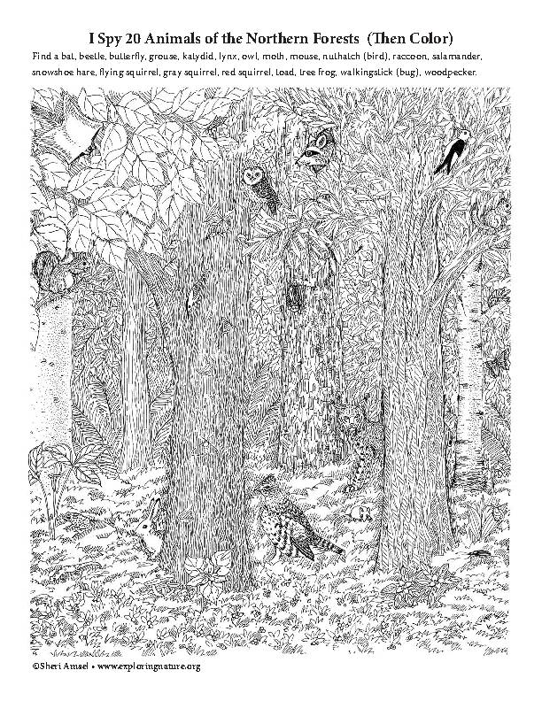 Spy Bundle- Animals, Habitats, Seasons, and STEM Objects - Downloadable ...