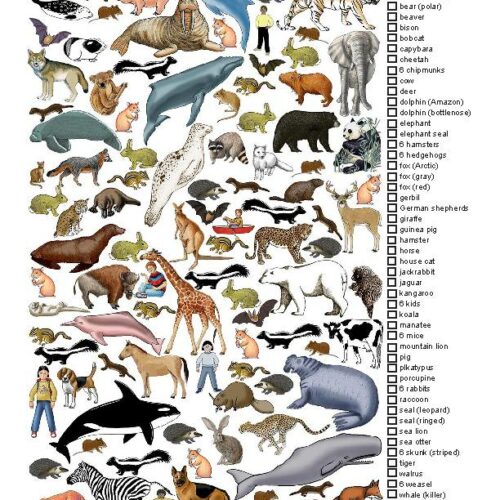 Spy Bundle- Animals, Habitats, Seasons, and STEM Objects - Downloadable ...
