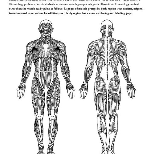 Kinesiology Muscle Study Guide - Downloadable - Classful