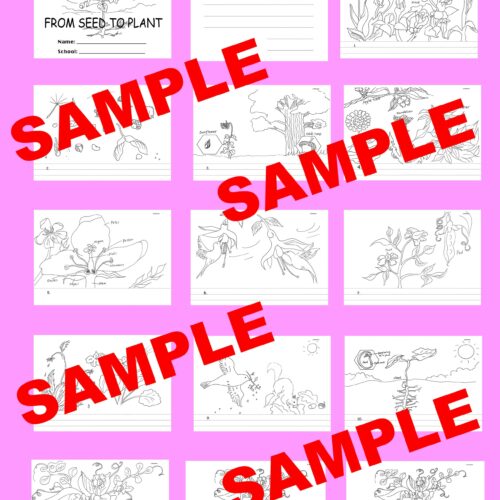 Science Project- Plant Booklet- From Seed to Plant - Classful