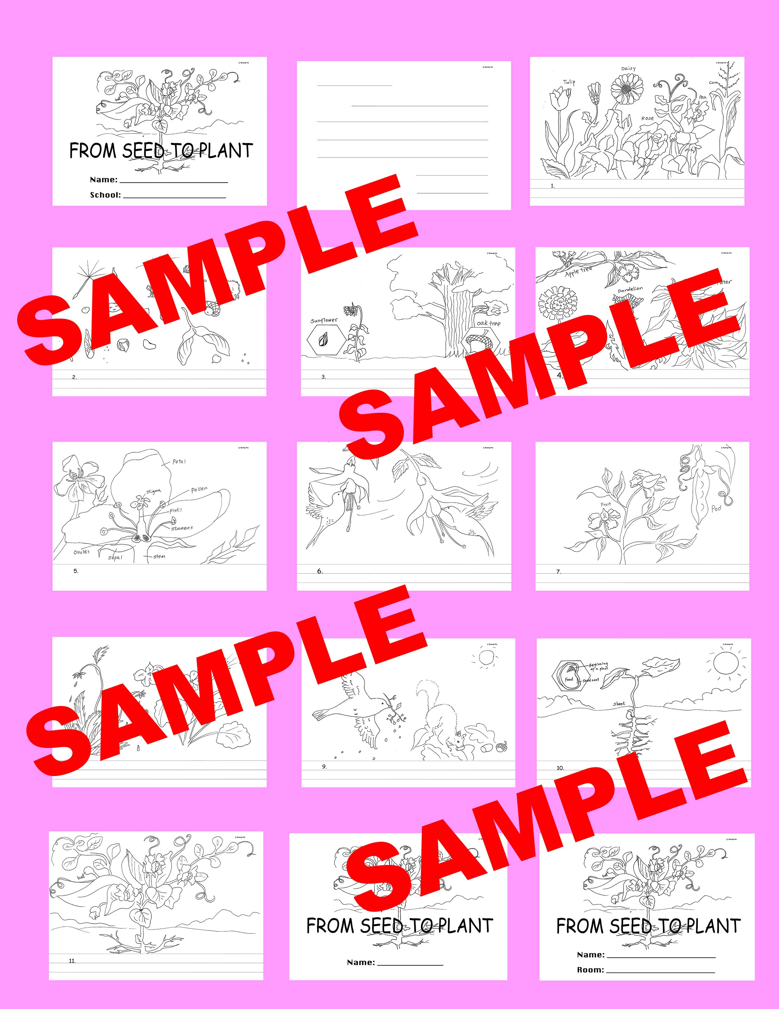 Science Project- Plant Booklet- From Seed to Plant - Classful