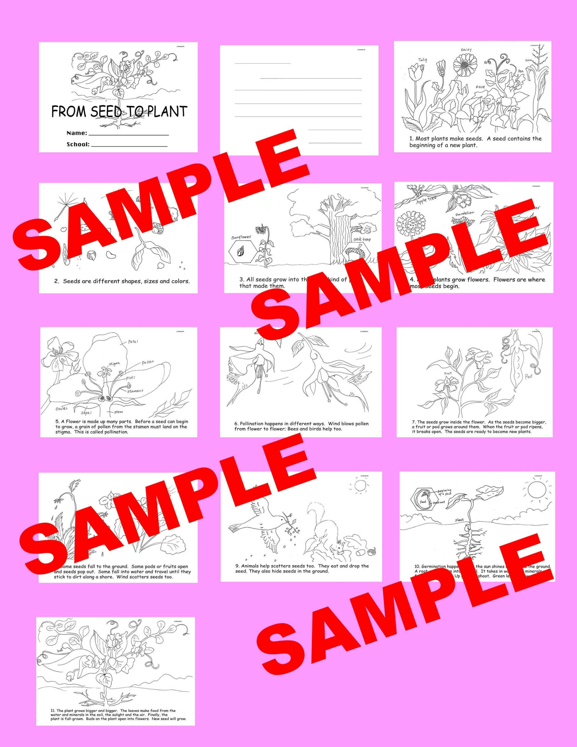 Science Project- Plant Booklet- From Seed to Plant - Classful