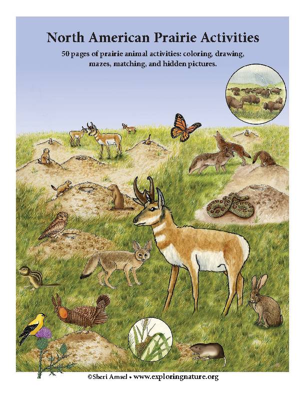 North American Prairie Activity Bundle - Classful