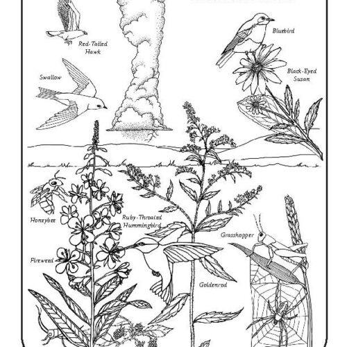 North American Prairie Activity Bundle - Classful