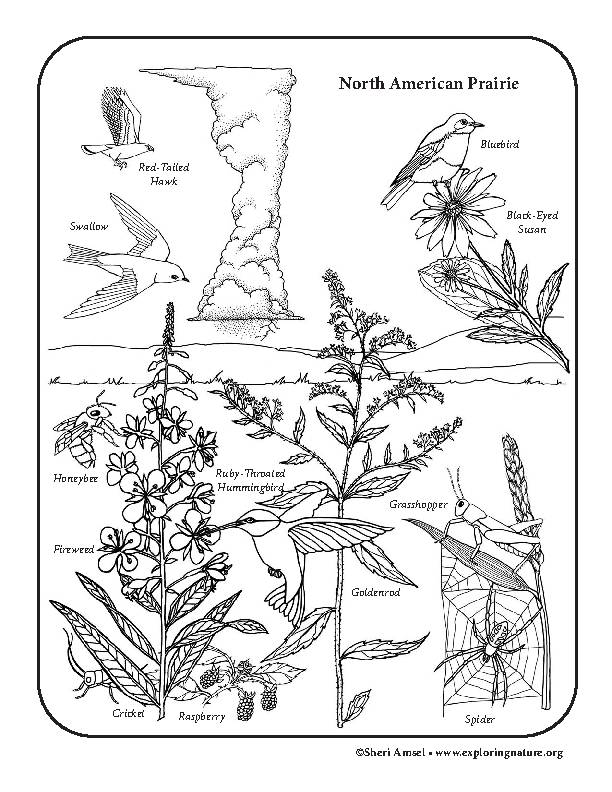 North American Prairie Activity Bundle - Classful