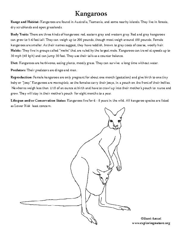Read About, Color, and Learn to Draw the Animals of Australia - Classful
