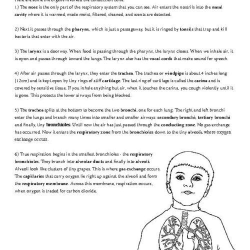 Respiratory System - Reading, Diagrams, Worksheets - Classful