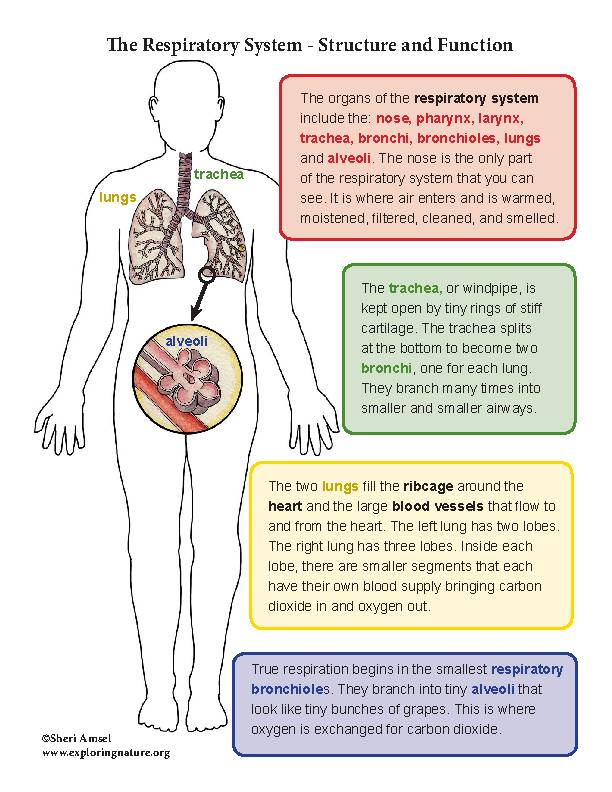 Respiratory System - Reading, Diagrams, Worksheets - Classful