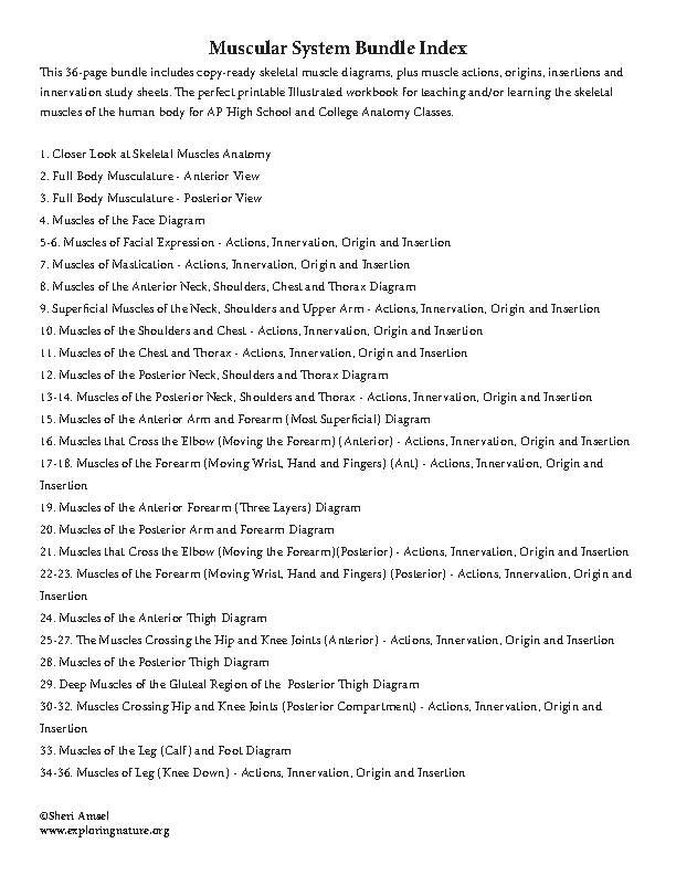 Skeletal Muscle Diagram Bundle (High School & College) - Classful