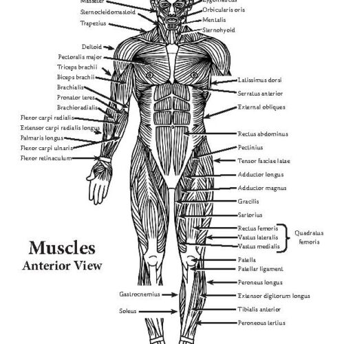 Skeletal Muscle Diagram Bundle (High School & College) - Classful