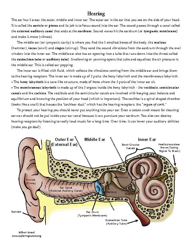 Special Senses Unit Reading, Diagrams, Worksheets - Classful