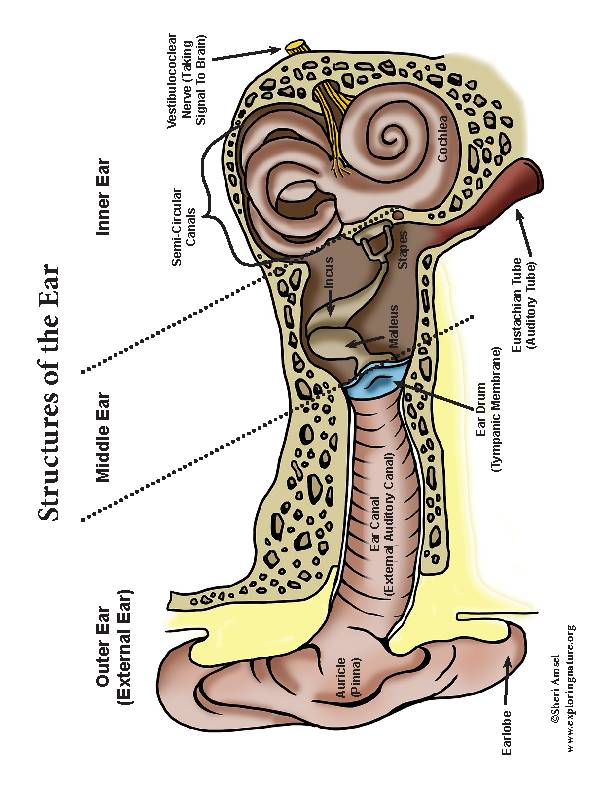 Special Senses Unit Reading, Diagrams, Worksheets - Classful