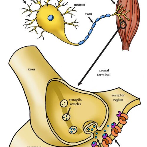 Synapse - 11x17 Poster - Classful