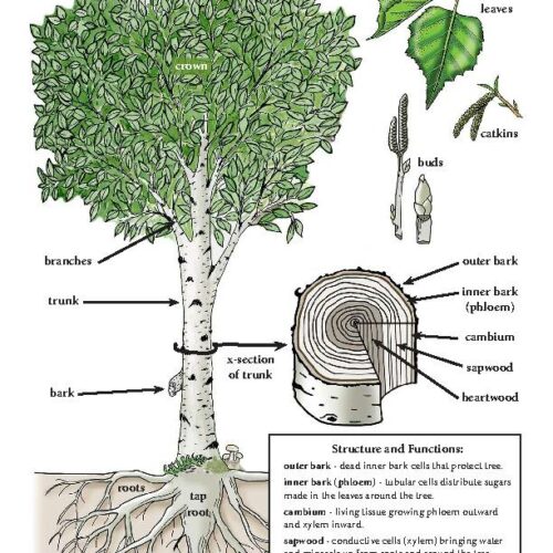 Trees - Anatomy, Life Cycles, Identification - Reading, Diagrams ...