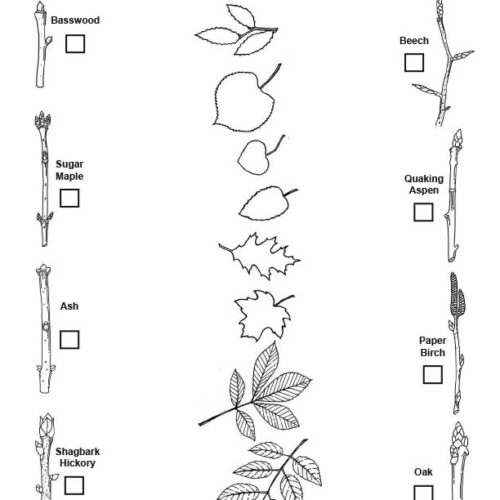 Trees - Anatomy, Life Cycles, Identification - Reading, Diagrams ...