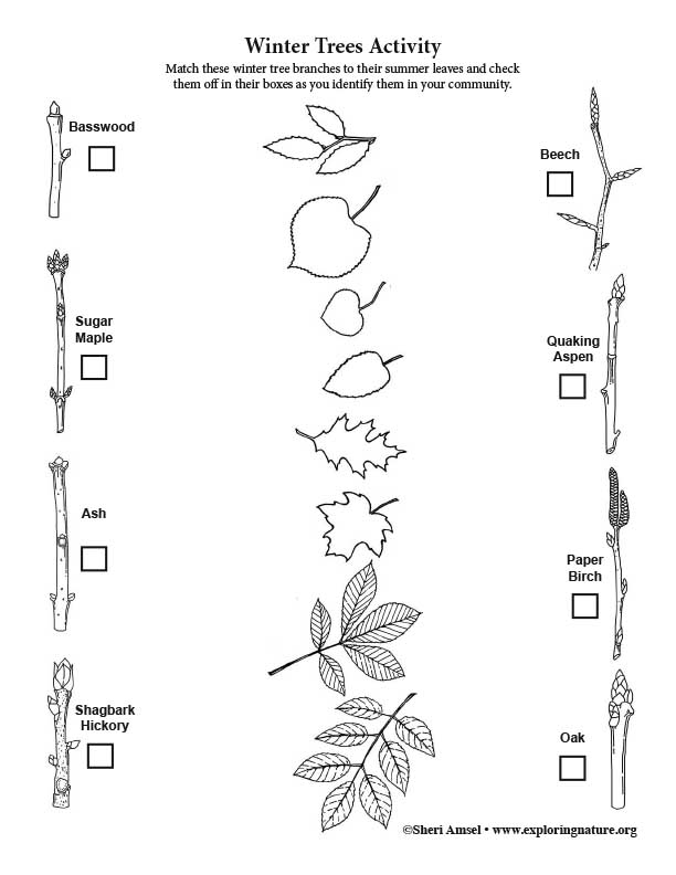 Trees - Anatomy, Life Cycles, Identification - Reading, Diagrams ...
