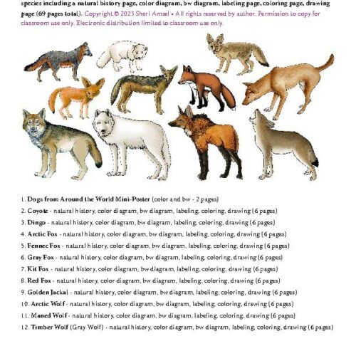 Wild Dogs (Canid Family) from Around the World - Classful