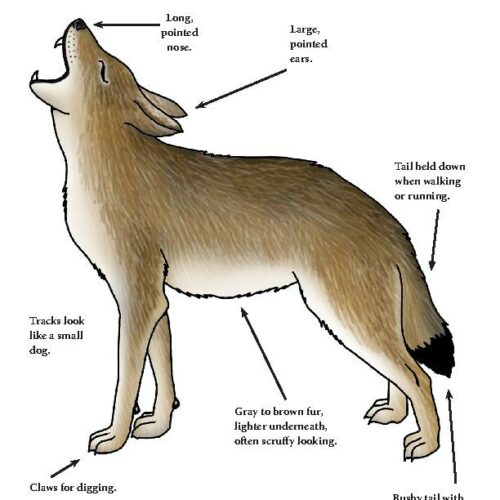 Wild Dogs (Canid Family) from Around the World - Classful