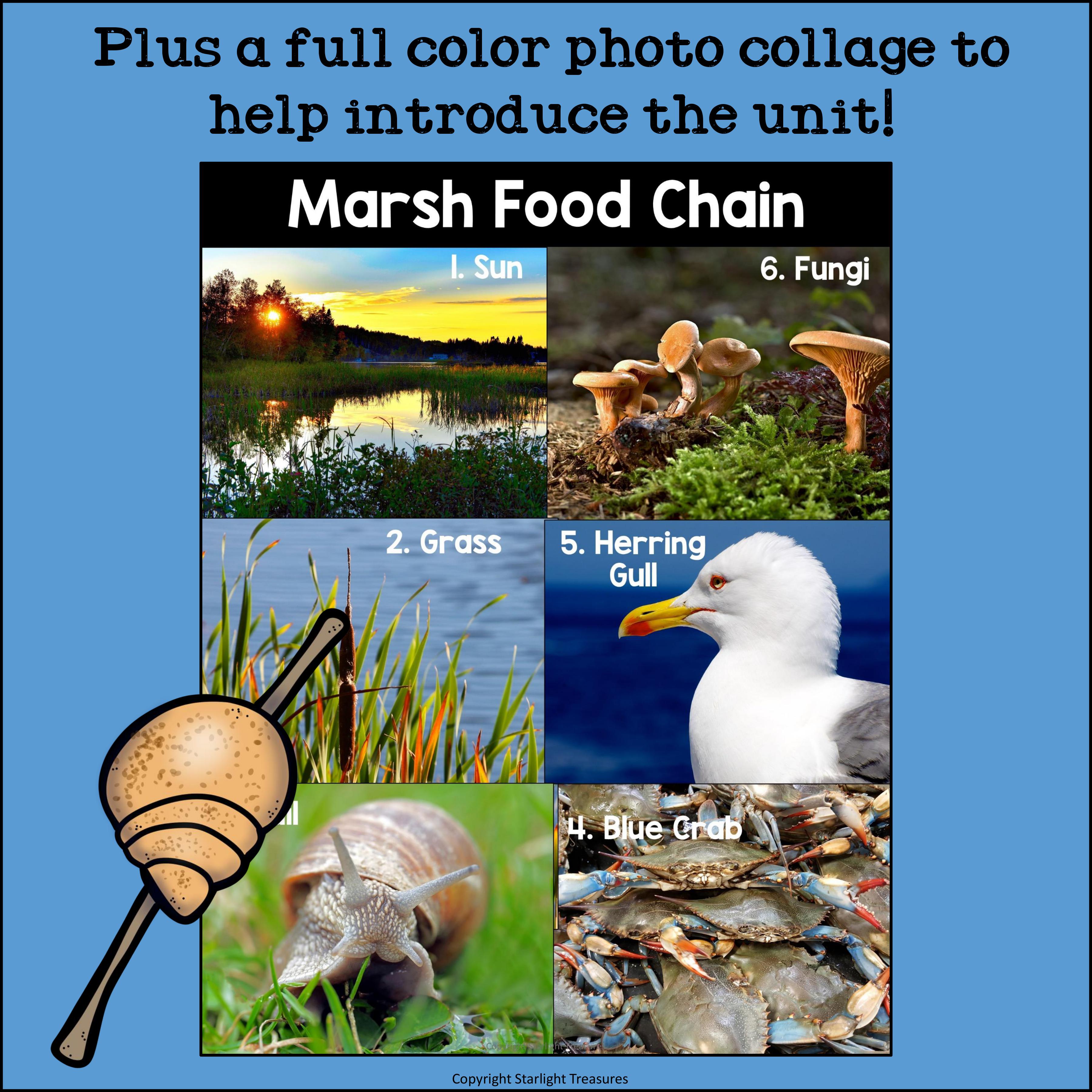 Marsh Food Chain Mini Book for Early Readers - Food Chains - Classful