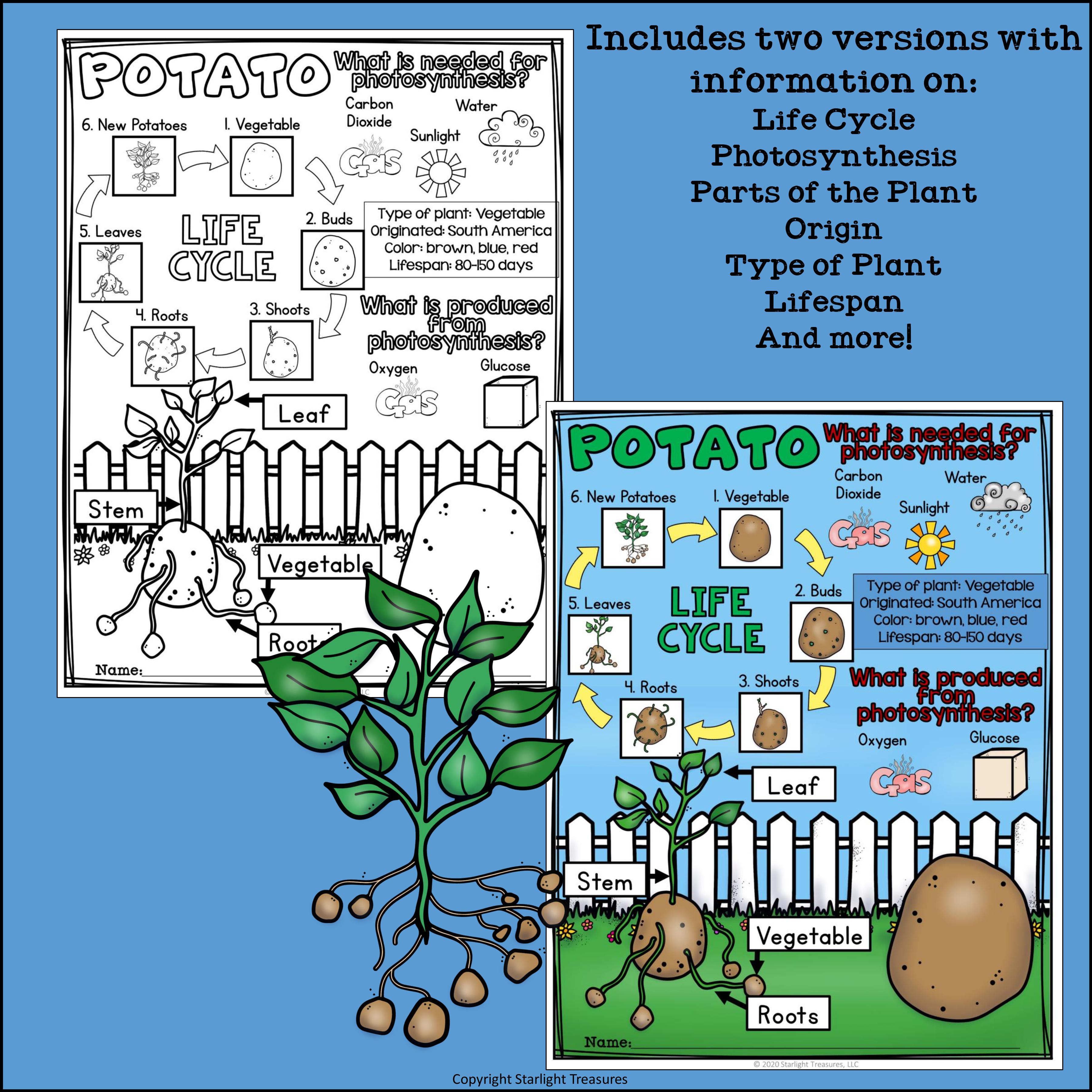 Potato Fact Sheet for Early Readers - Plant Study - Classful