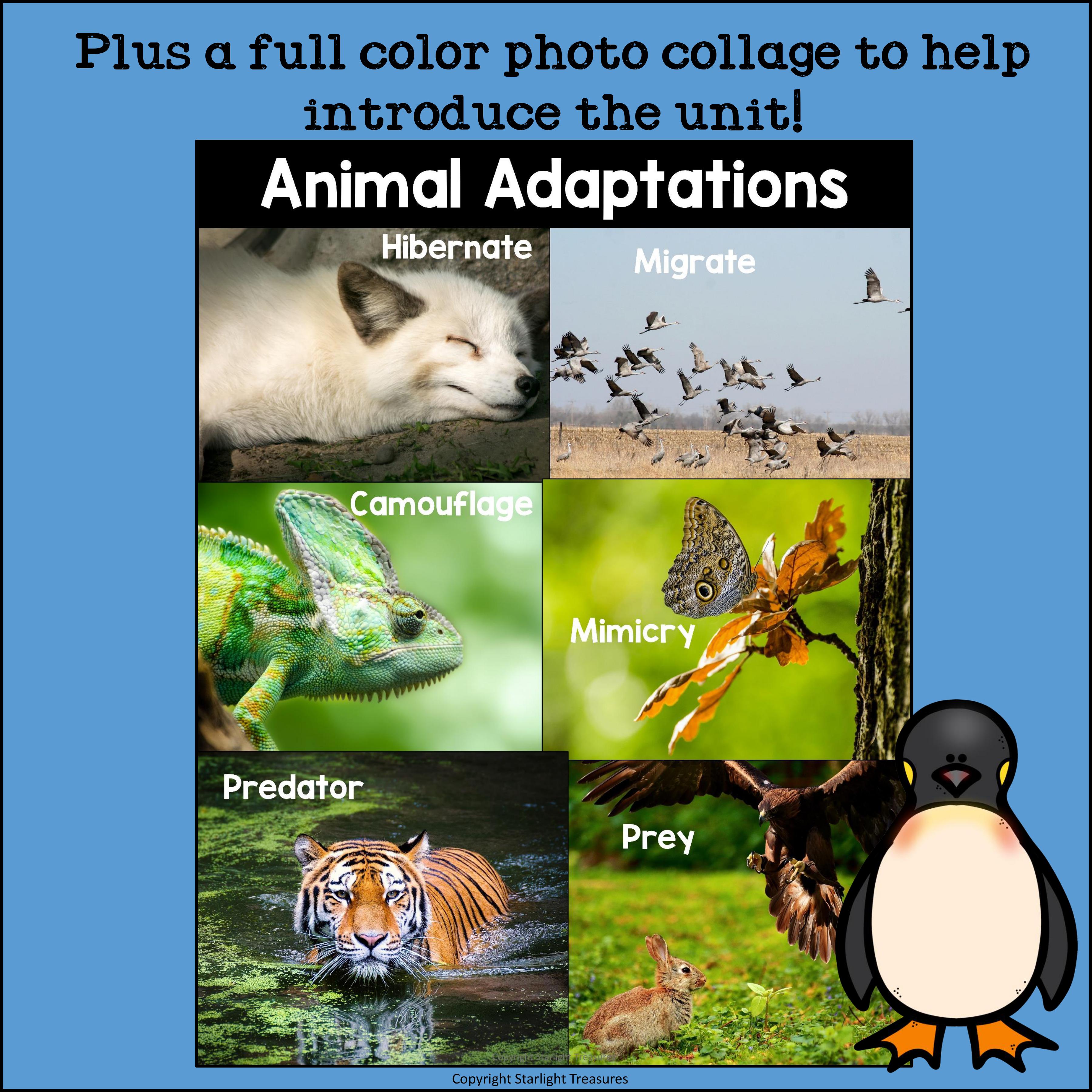 Animal Adaptations Mini Book for Early Readers - Classful