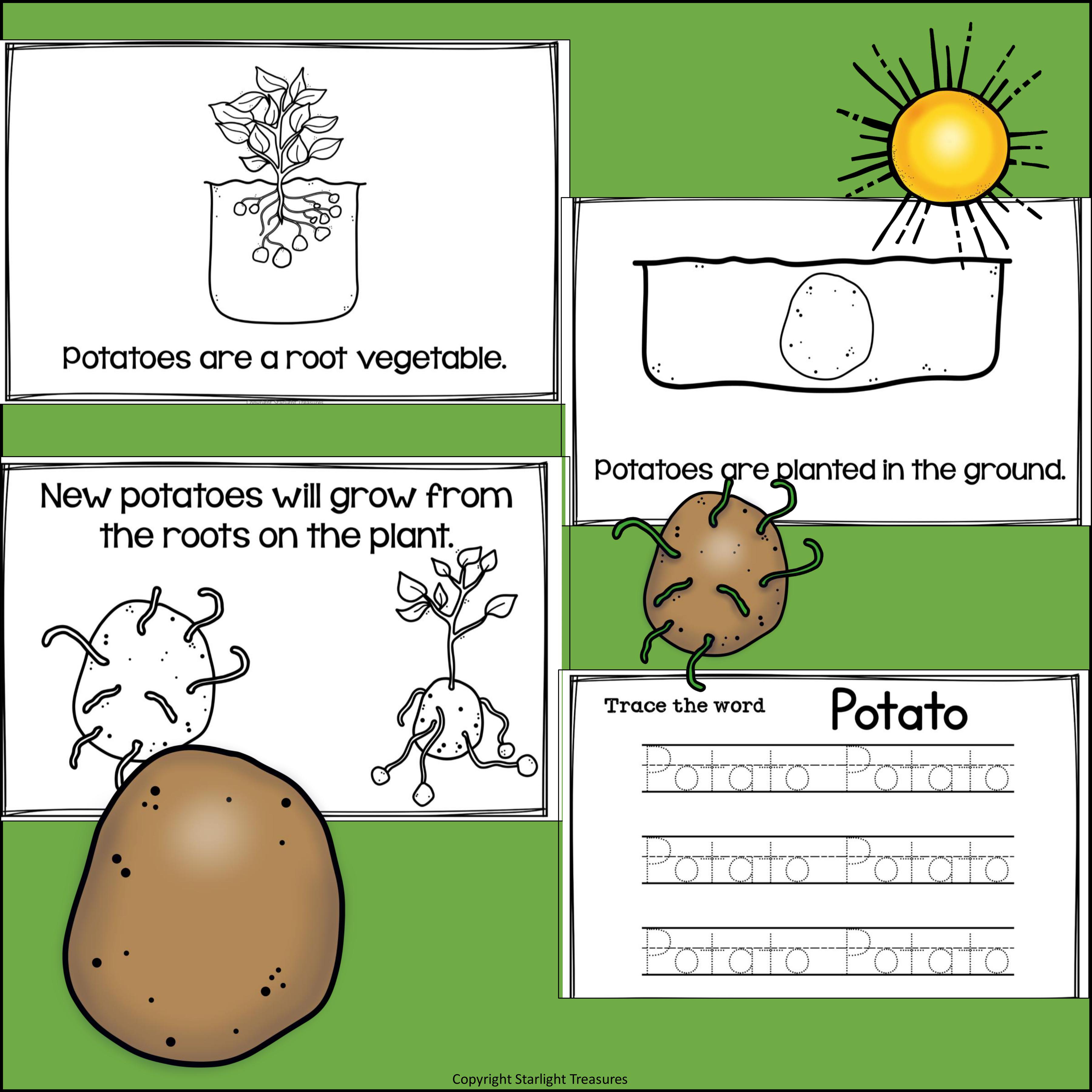 Potato Mini Book for Early Readers - Classful