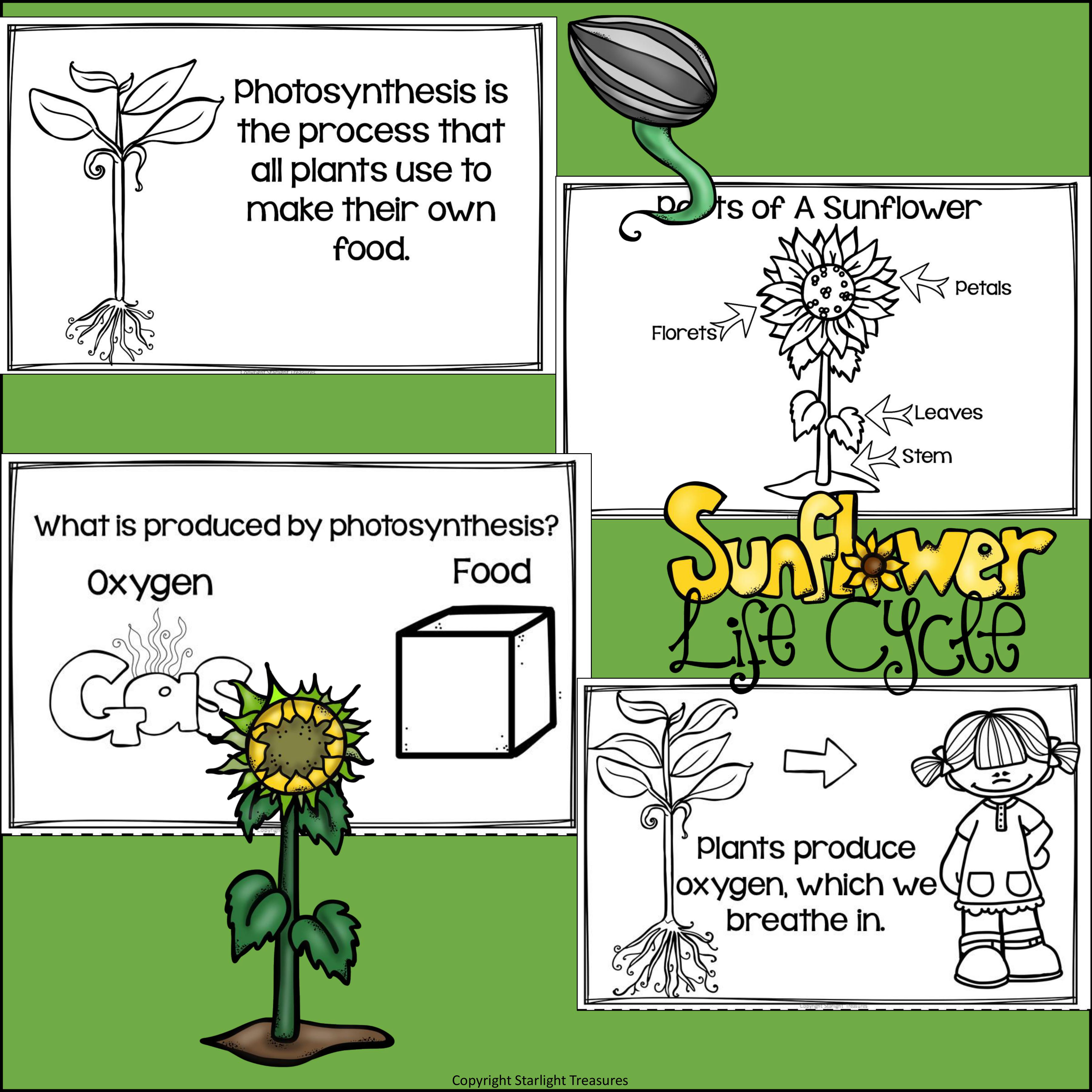 Sunflowers Mini Book for Early Readers - Classful