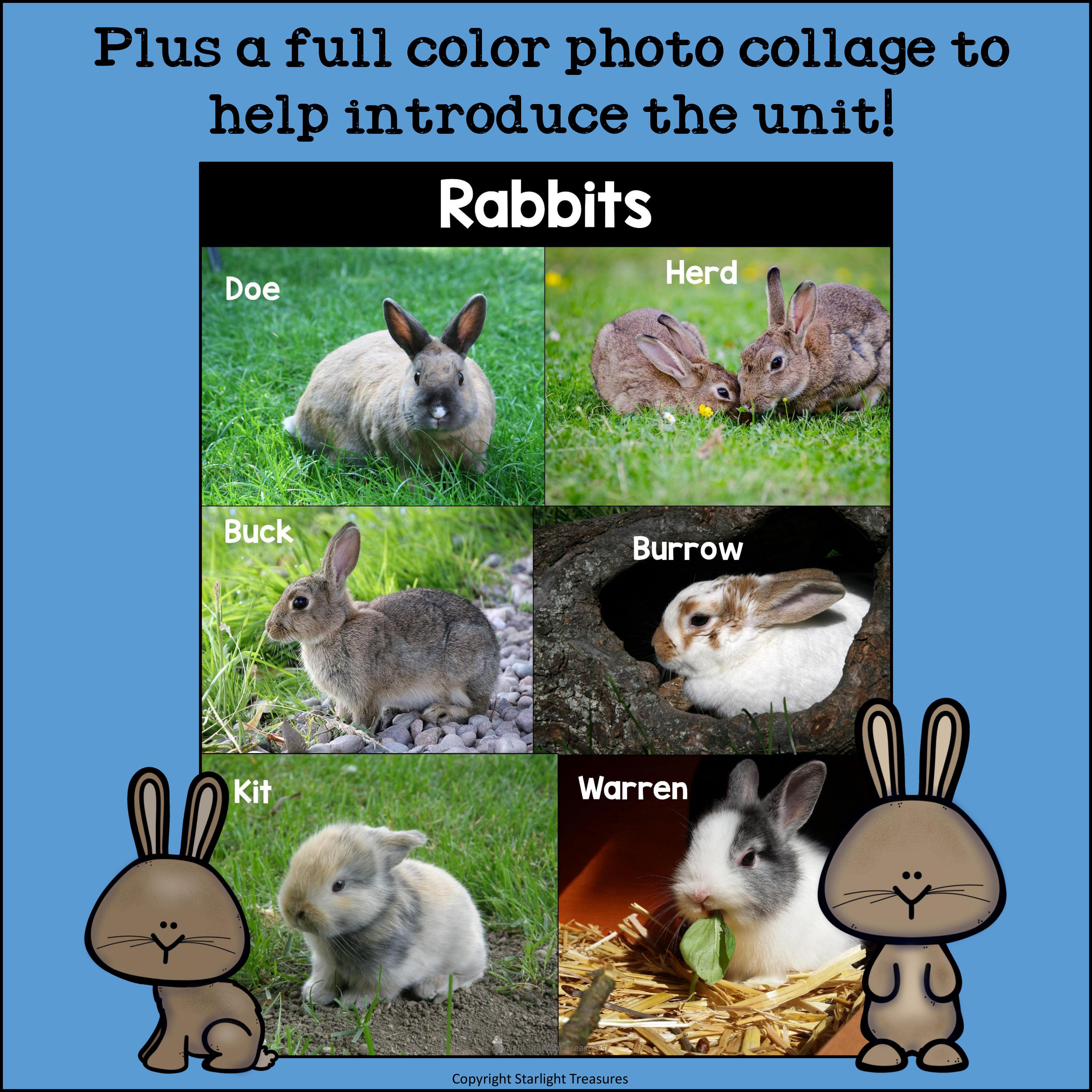 Rabbits Mini Book for Early Readers - Bunny Mini Book - Animal Study ...