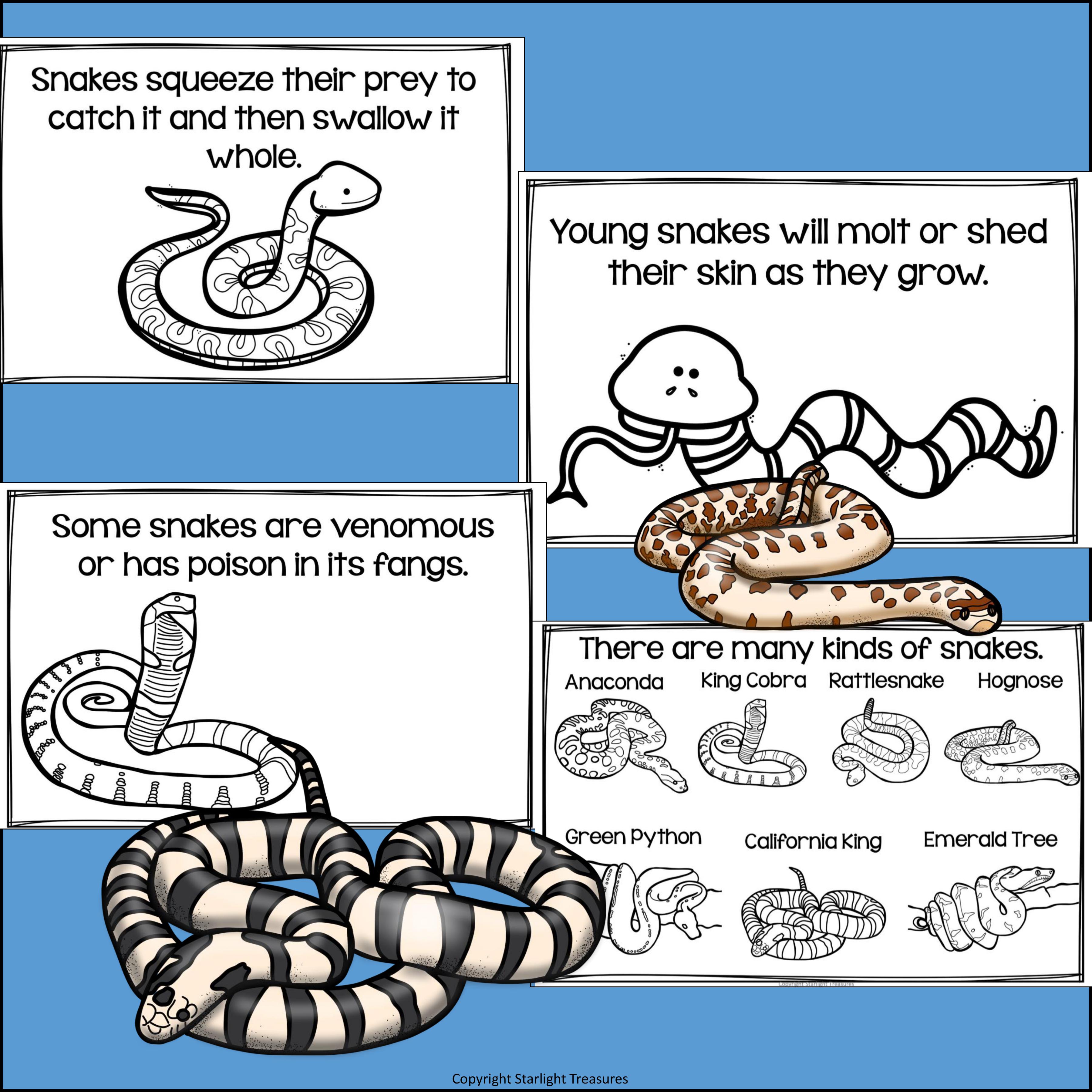 Snakes Mini Book for Early Readers - Animal Study - Classful