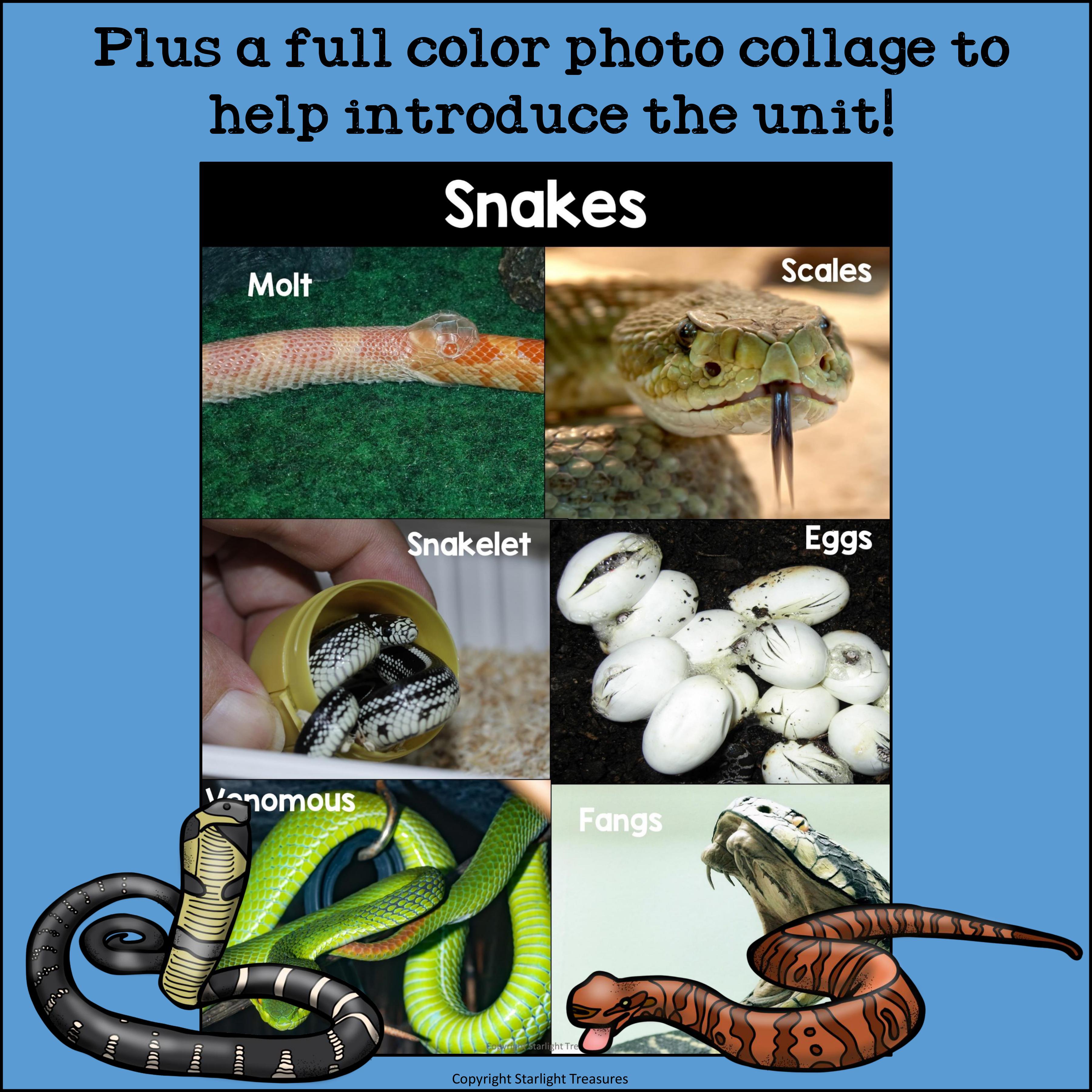 Snakes Mini Book for Early Readers - Animal Study - Classful