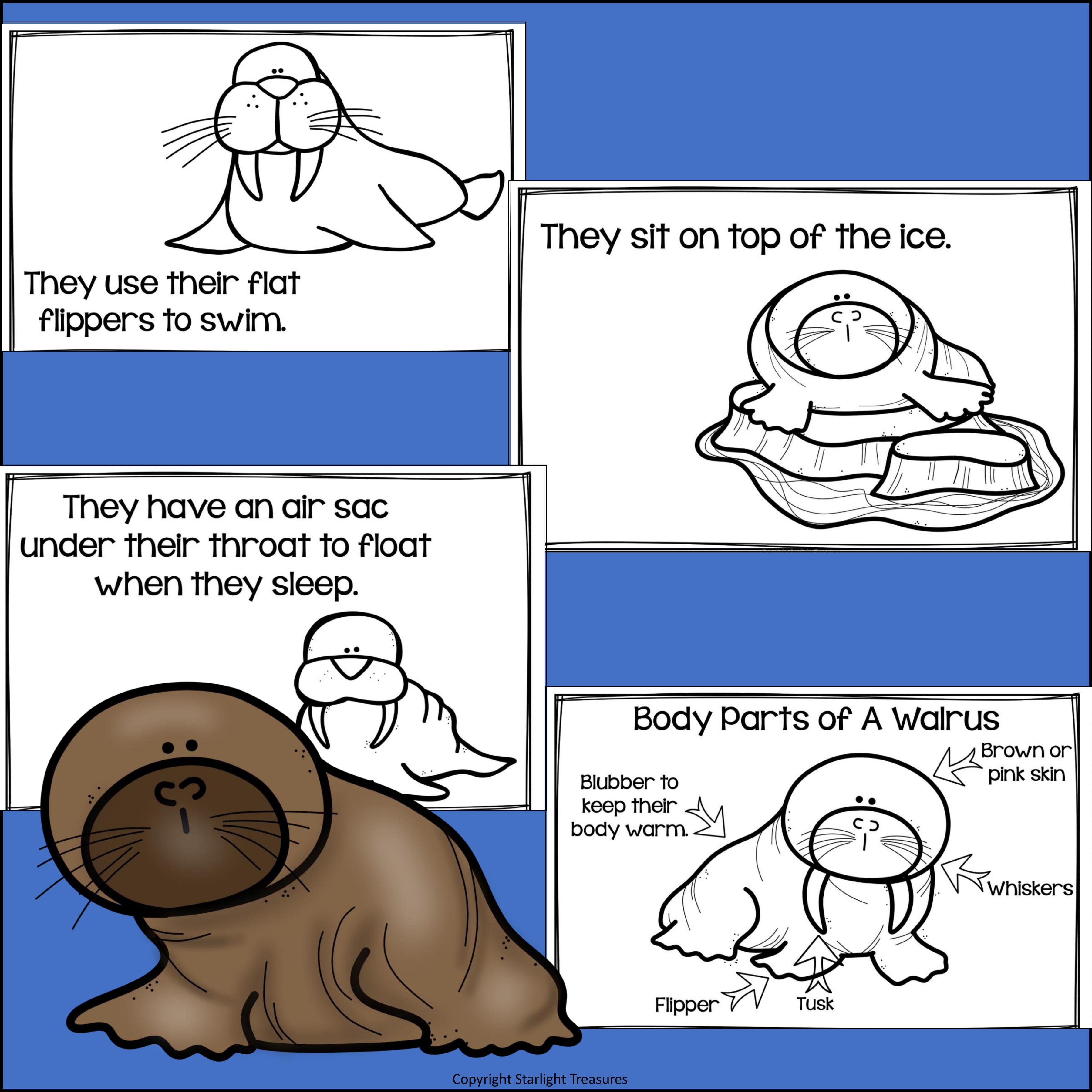 Walruses Mini Book for Early Readers - Walrus - Animal Study - Classful