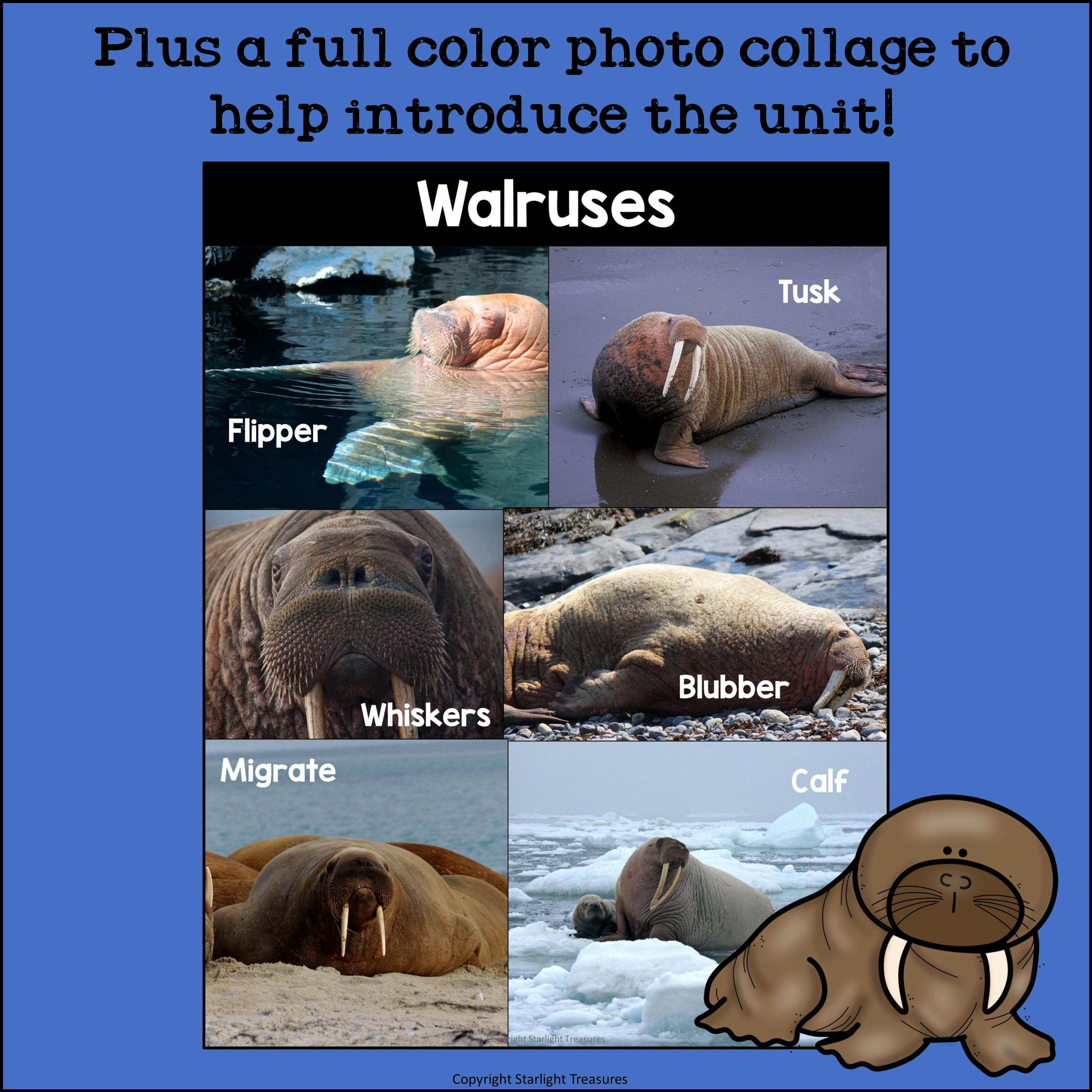 Walruses Mini Book for Early Readers - Walrus - Animal Study - Classful