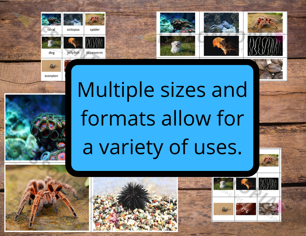 Animal Phyla | Classification | Card Sort - Classful