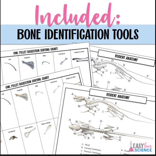 Owl Pellet Dissection - Free - Classful