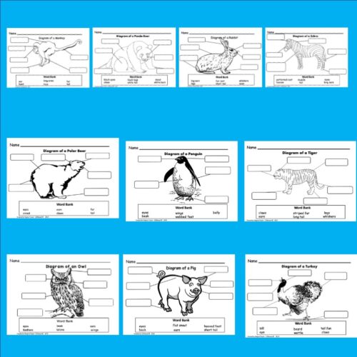 Animal Diagrams - Classful