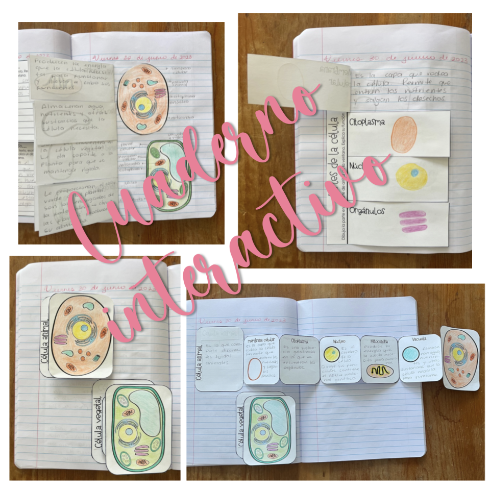 La célula cuaderno interactivo - Classful