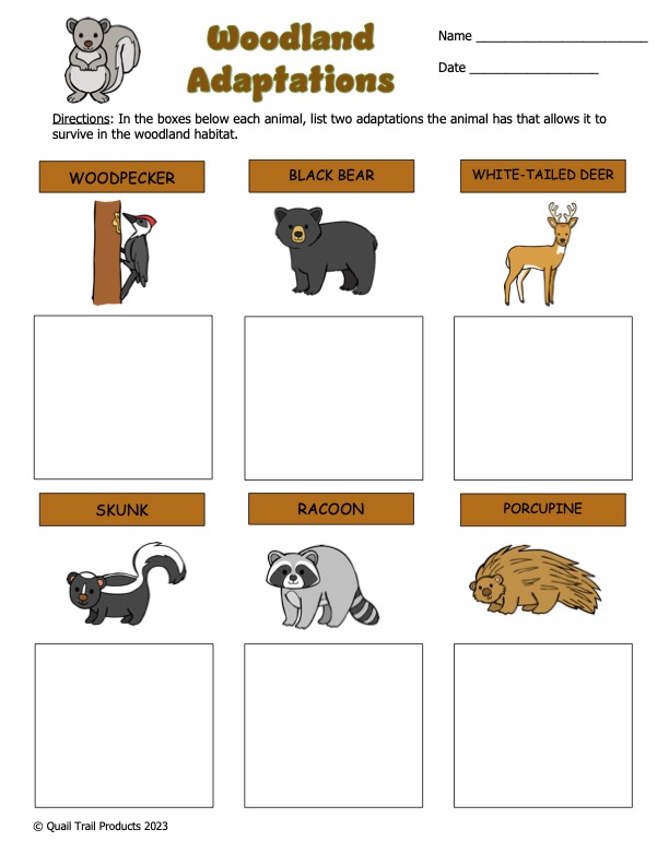 Animal Adaptations in the Woodland Habitat Activities and Worksheets ...