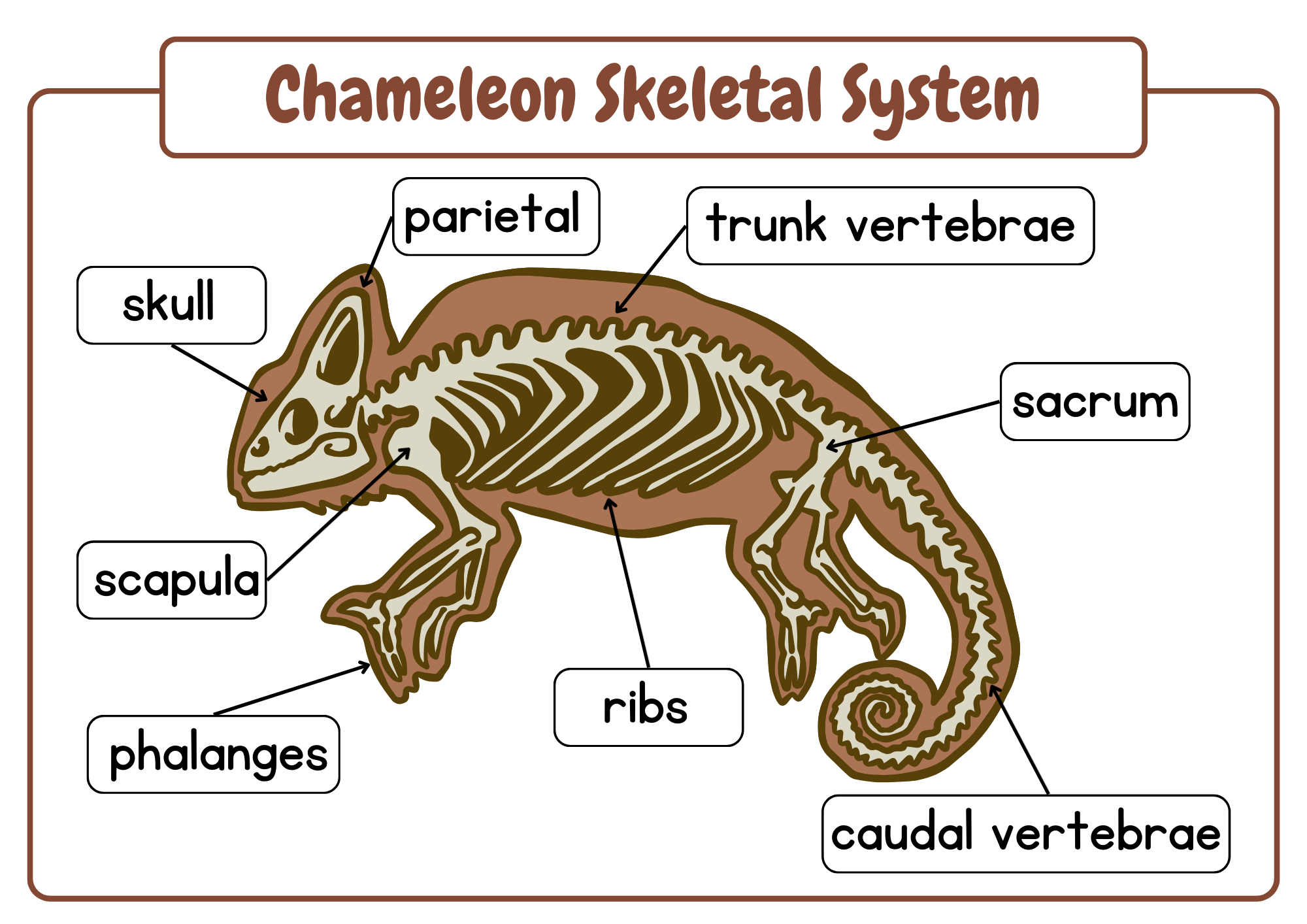 Anatomy Animal Skeletal System - Reptile- Chameleon Skeleton, Posters ...